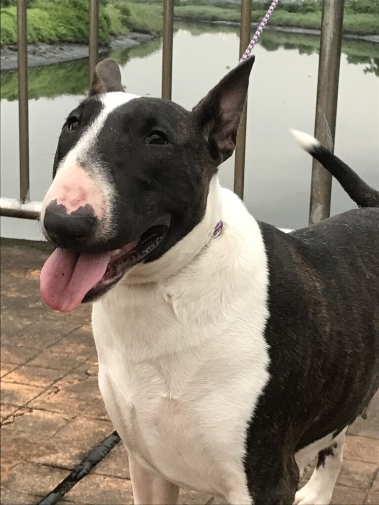 Gallery - Taipei Dog Training